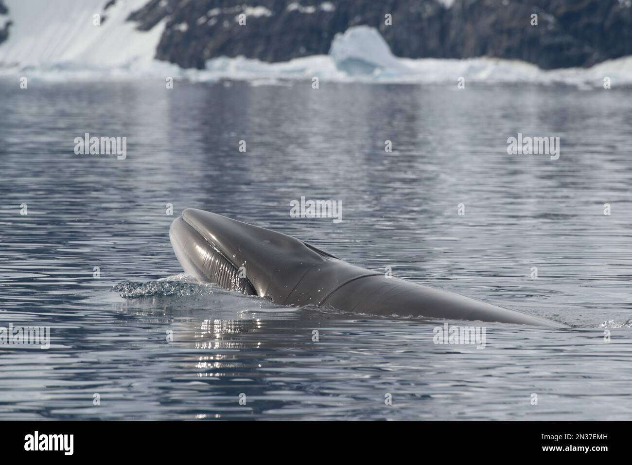 Blue minke hi-res stock photography and images - Alamy
