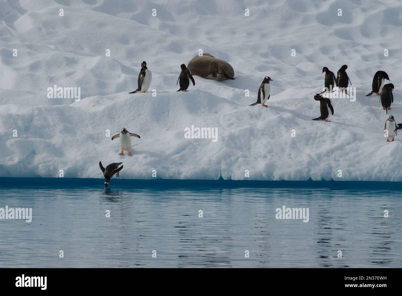 Weddell seal diving hi-res stock photography and images - Alamy