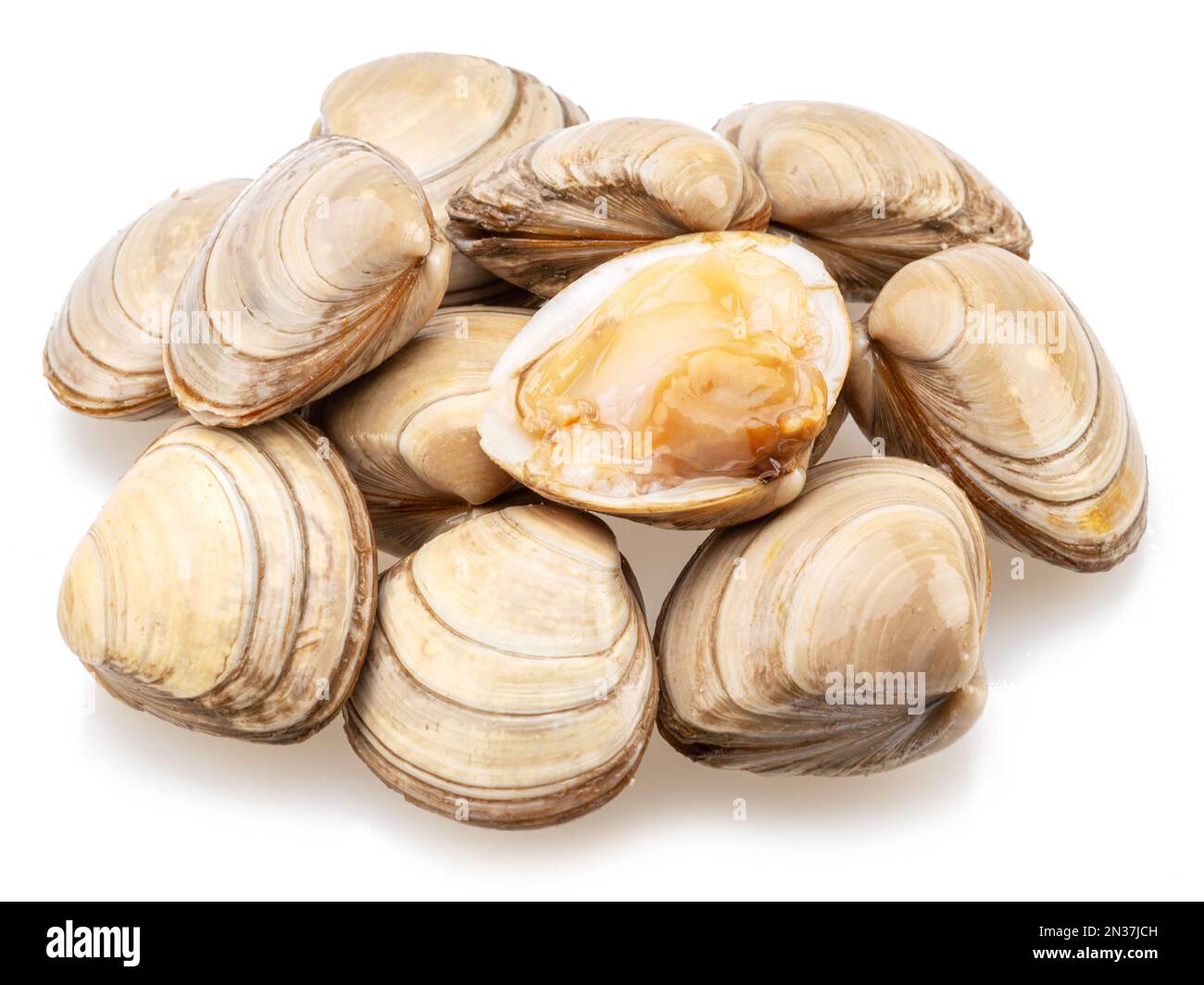 Edible raw clams isolated on white background. Delicacy food Stock ...