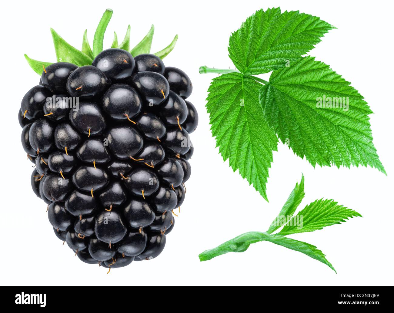 Blackberry fruit and green leaves isolated on white background. File ...
