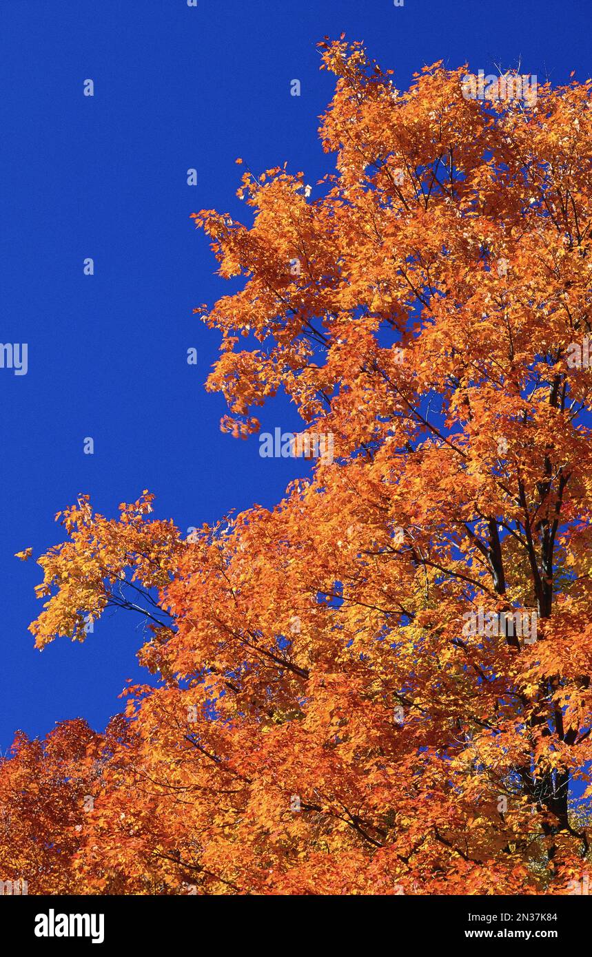 Maple Trees in Autumn, Gatineau Park, Quebec, Canada Stock Photo - Alamy