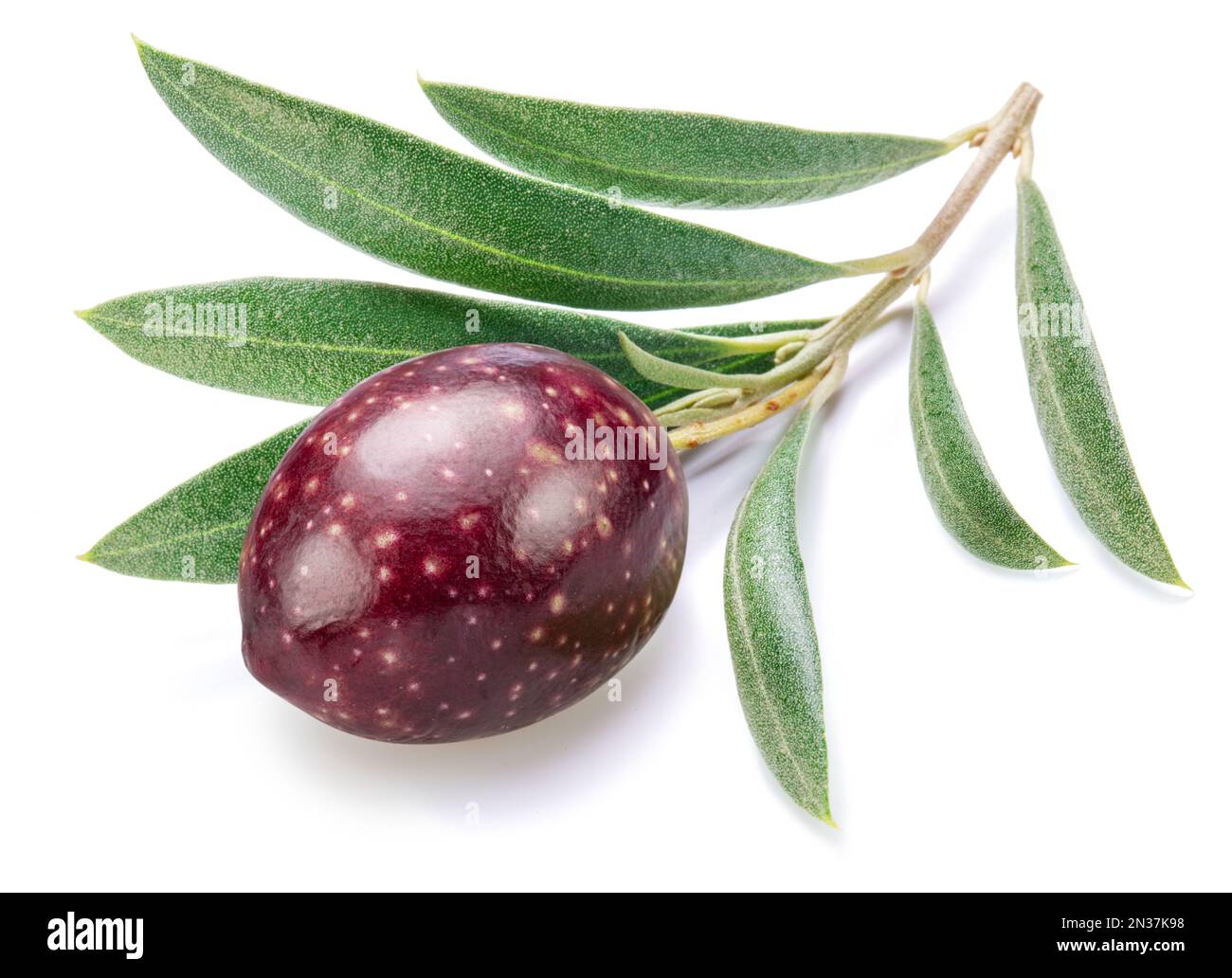 Fresh olive berry on olive twig isolated on white background Stock ...