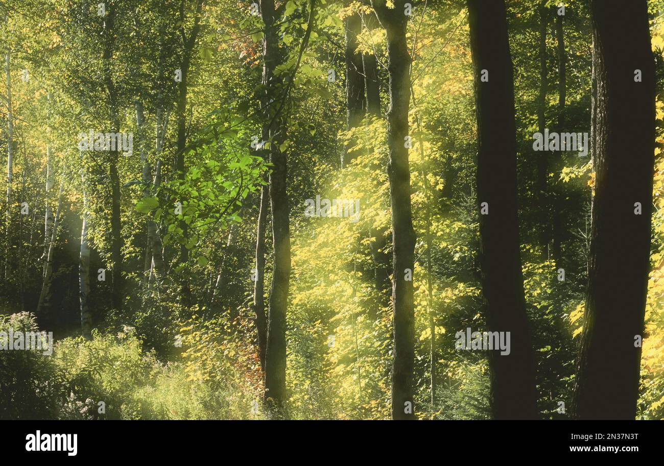 Trees, Pinkham Notch, White Mountains National Forest, New Hampshire ...