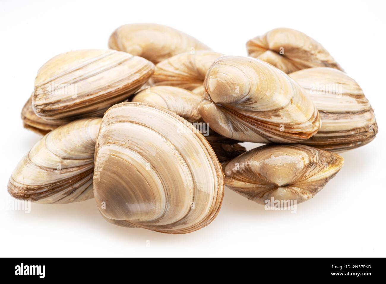 Edible raw clams isolated on white background. Delicacy food Stock ...