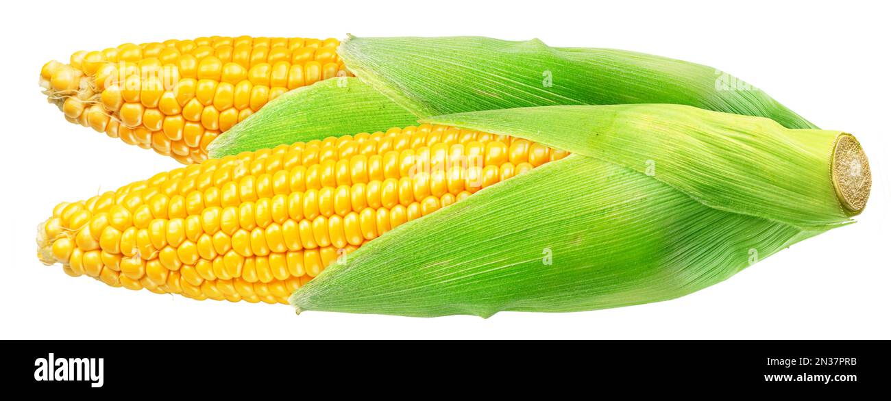 Maize cobs or corn cobs on white background. File contains clipping ...