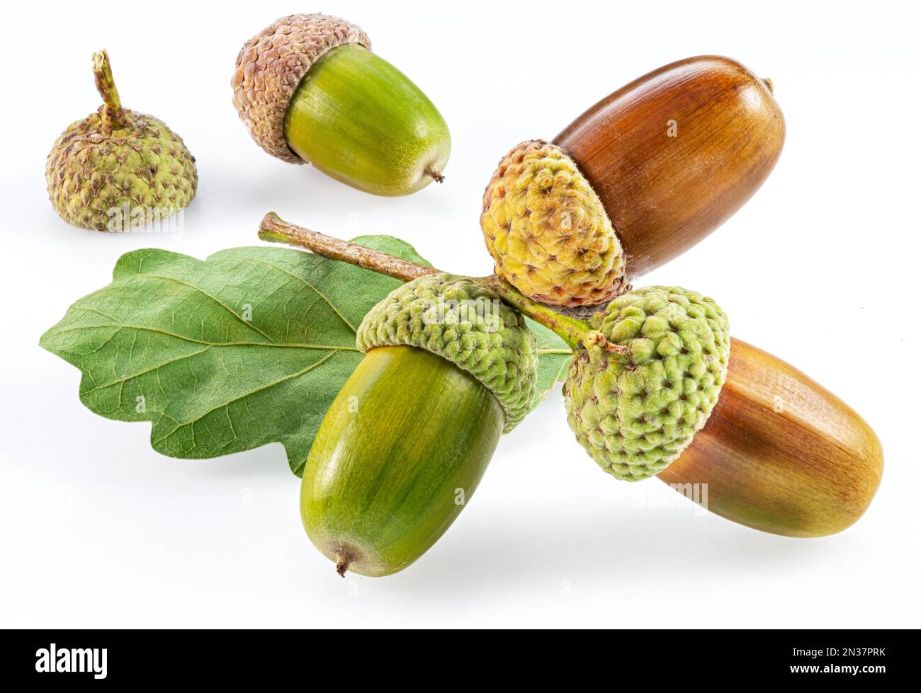 Oak acorns with oak leaves isolated on white background Stock Photo - Alamy