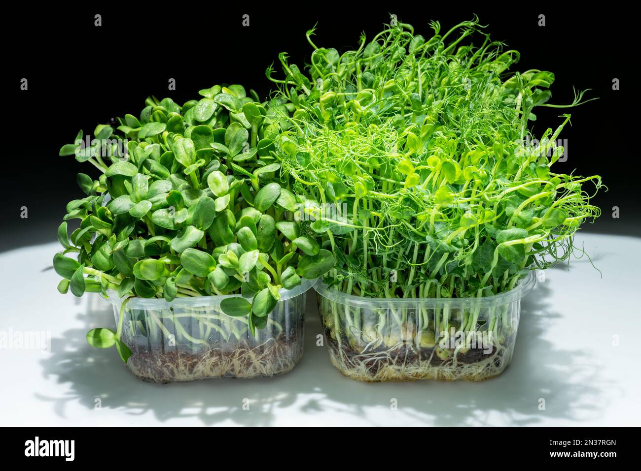Sprouted seeds of pea and sunflower on white table. Isolated on black ...
