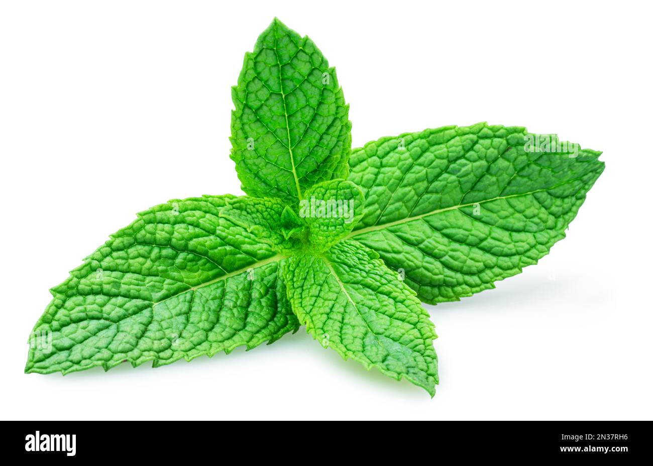 Green fresh top of peppermint or mint leaves closeup on white ...