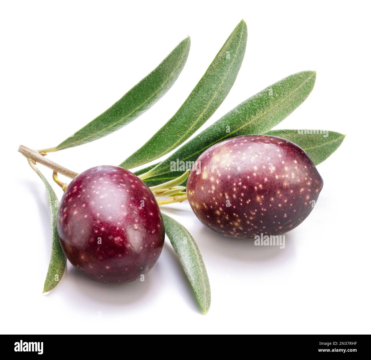 Two fresh olive berries on olive twig isolated on white background ...