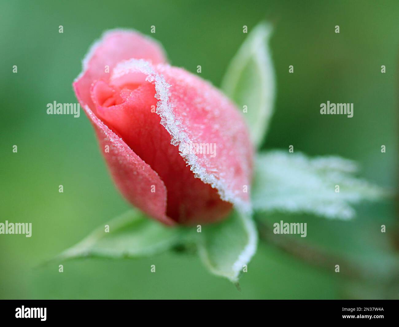 Budding flower frozen hi-res stock photography and images - Alamy