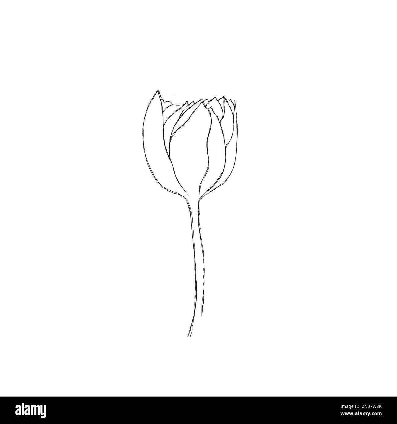 Tulip flower continuous line drawing. One line art. minimalism sketch ...