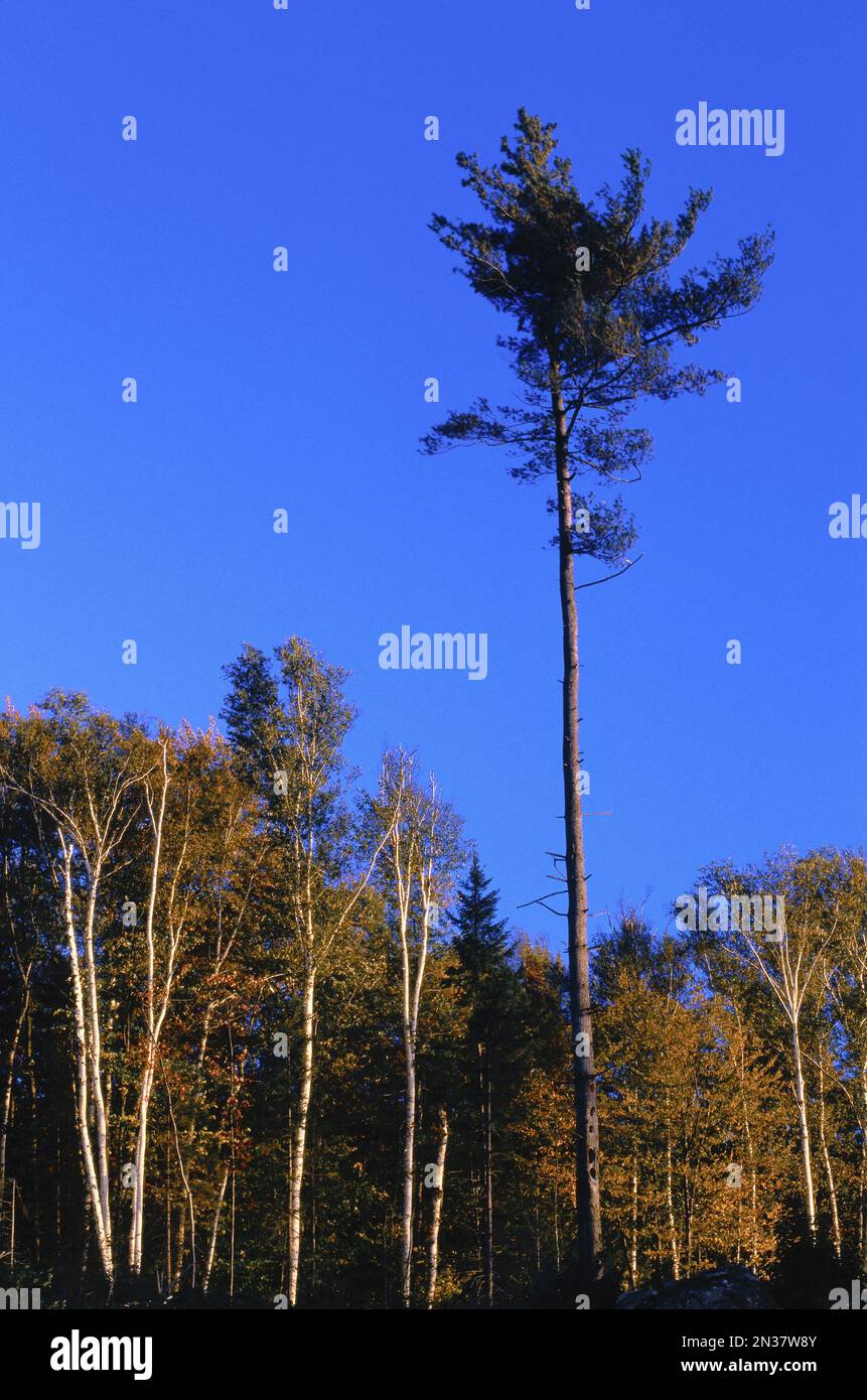 Evergreen tree in new hampshire hi-res stock photography and images - Alamy