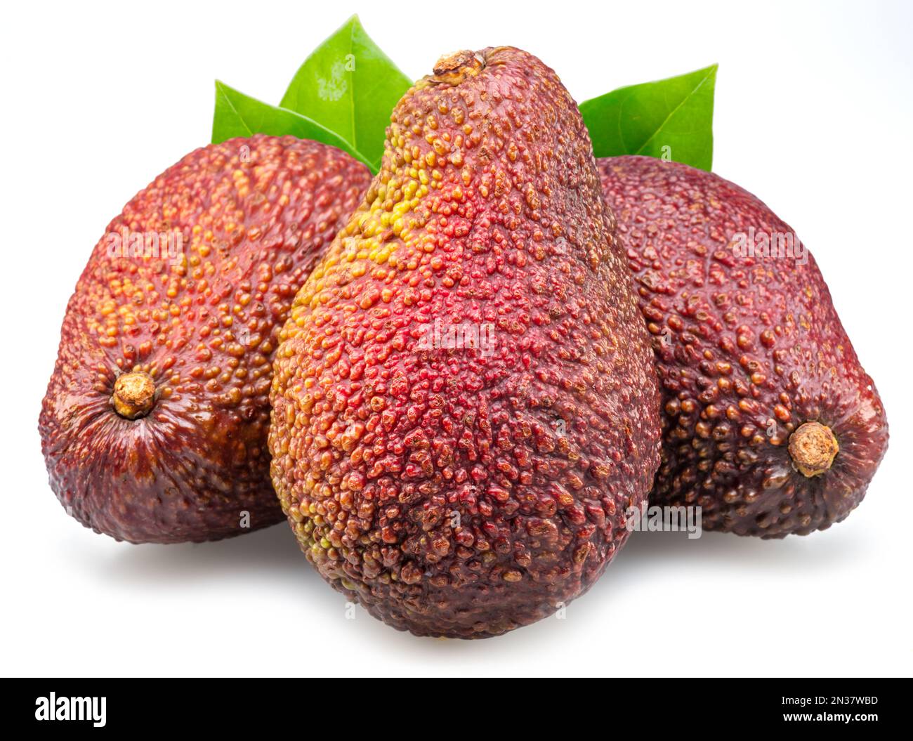 Hass avocado fruits with leaves isolated on white background Stock ...