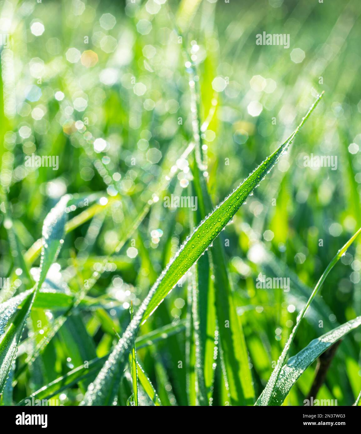 Green grass covered with sparkling dew drops close-up. Purity and ...