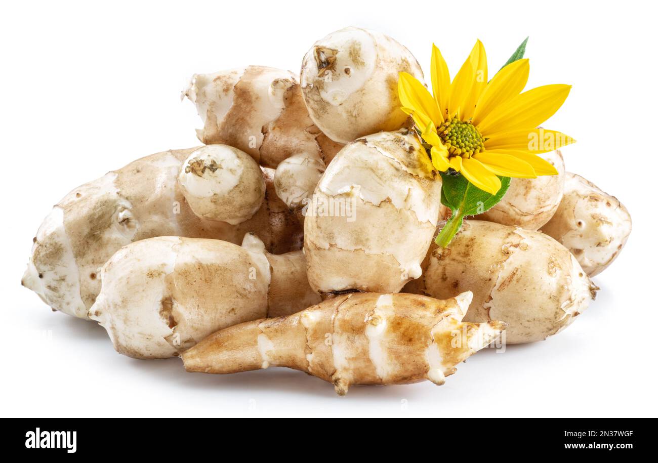 Jerusalem artichoke roots with leaves and flower of Jerusalem artichoke ...