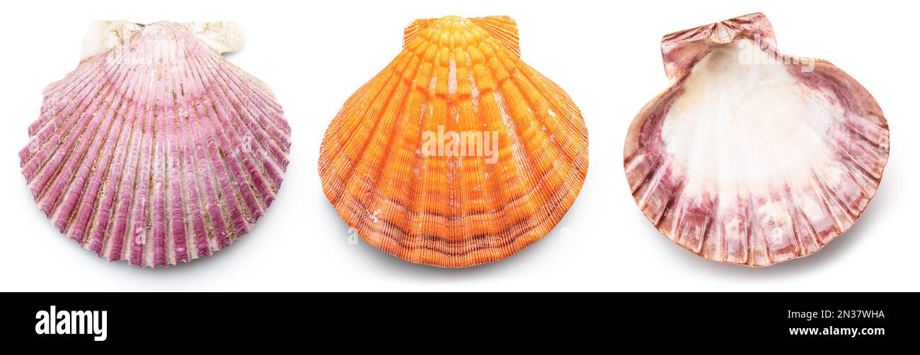 Set of three scallop shells top view. File contains clipping path Stock ...