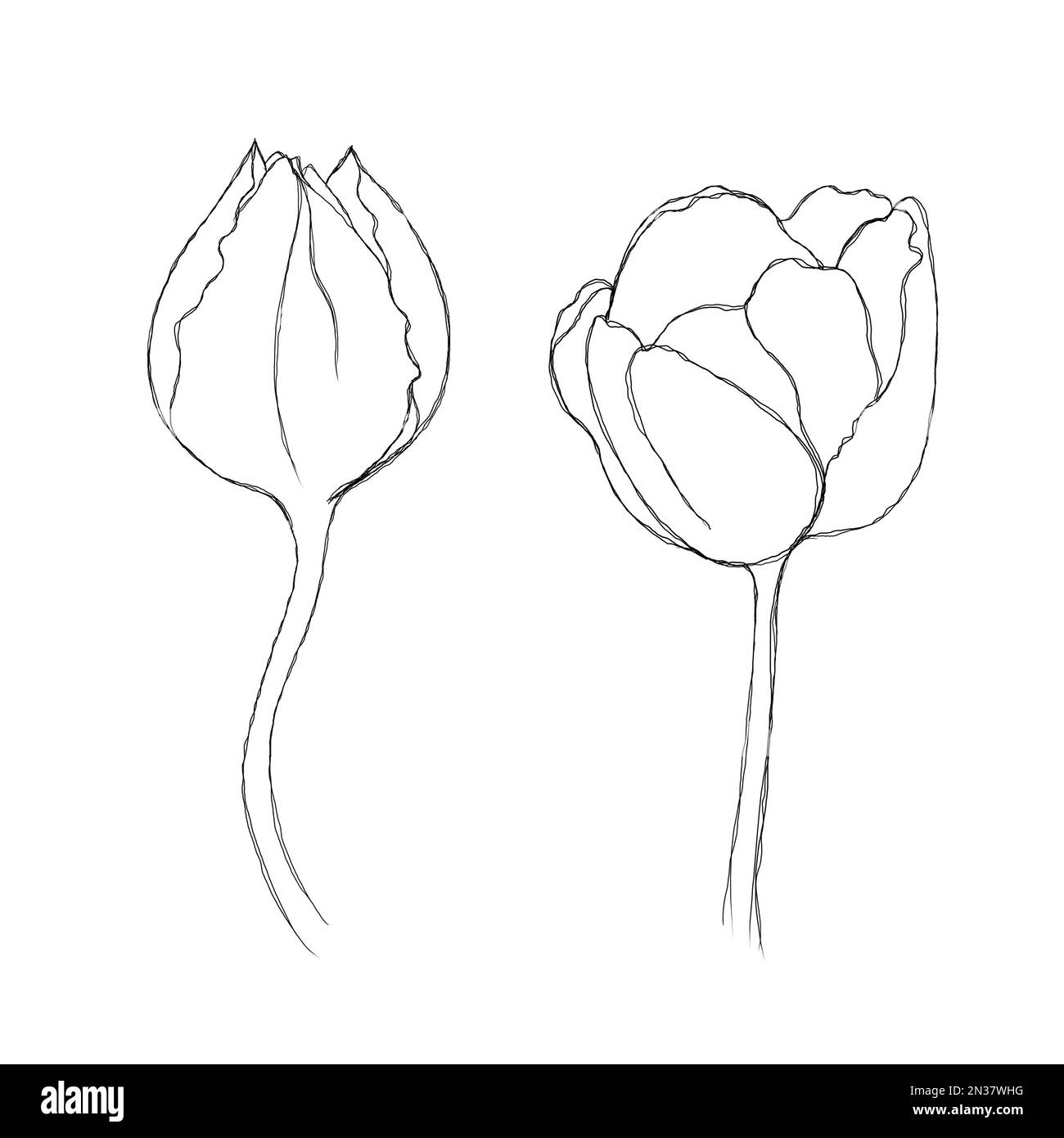 How To Draw An Open Tulip