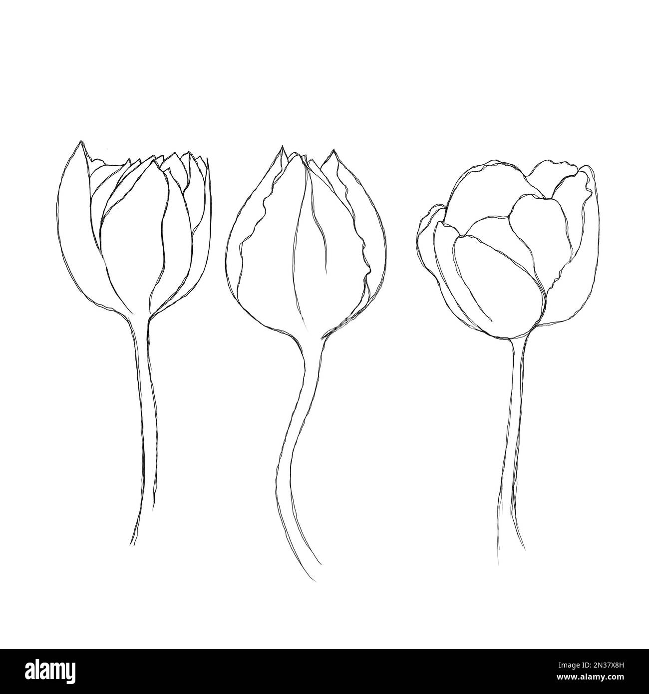 Tulip flower continuous line drawing. One line art. minimalism sketch ...