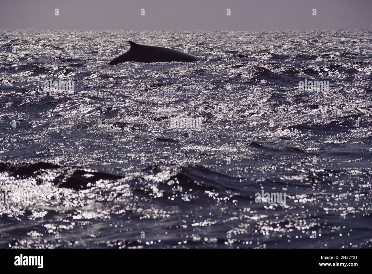 Finback Whale Grand Manan Island, Bay of Fundy New Brunswick, Canada ...