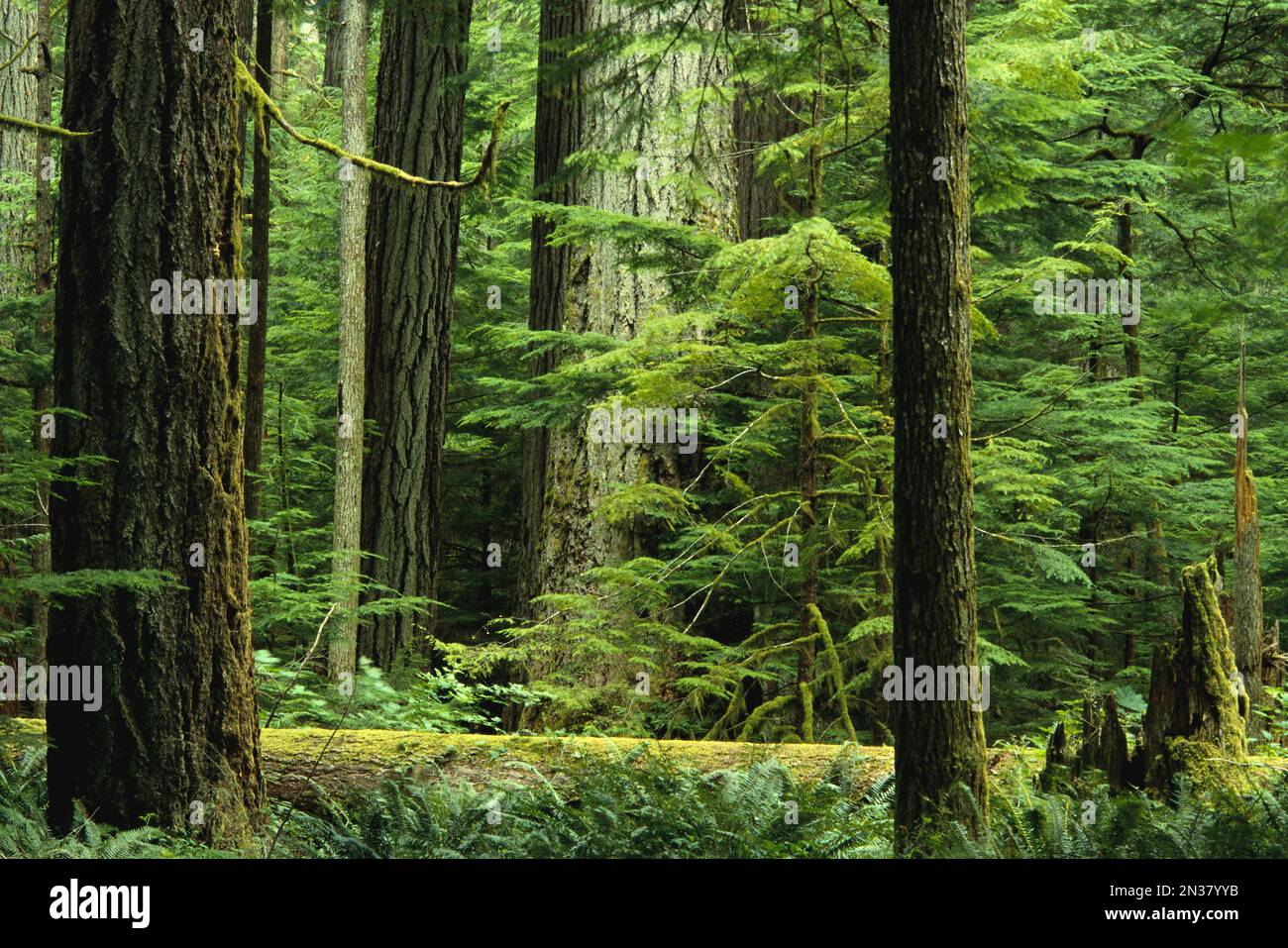 B c british columbia canada canadian forest hi-res stock photography ...