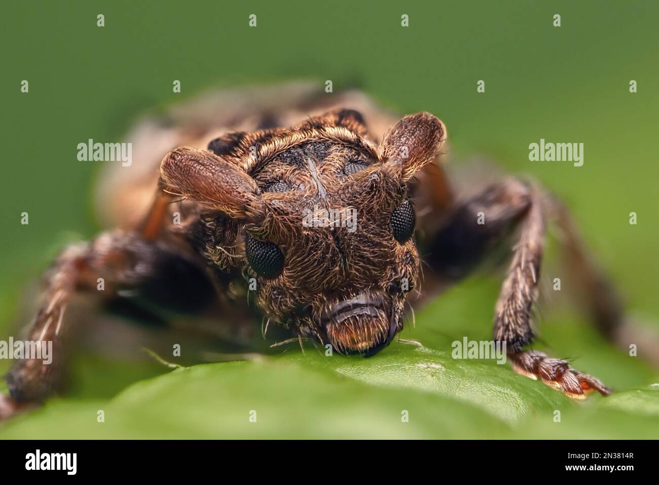 Close up of Lesser Thorn-tipped Longhorn Beetle (Pogonocherus hispidus ...