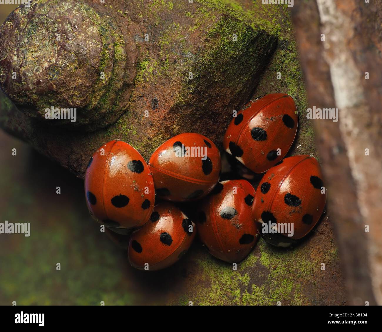 Group of 7-spot Ladybirds (Coccinella septempunctata) overwintering on ...