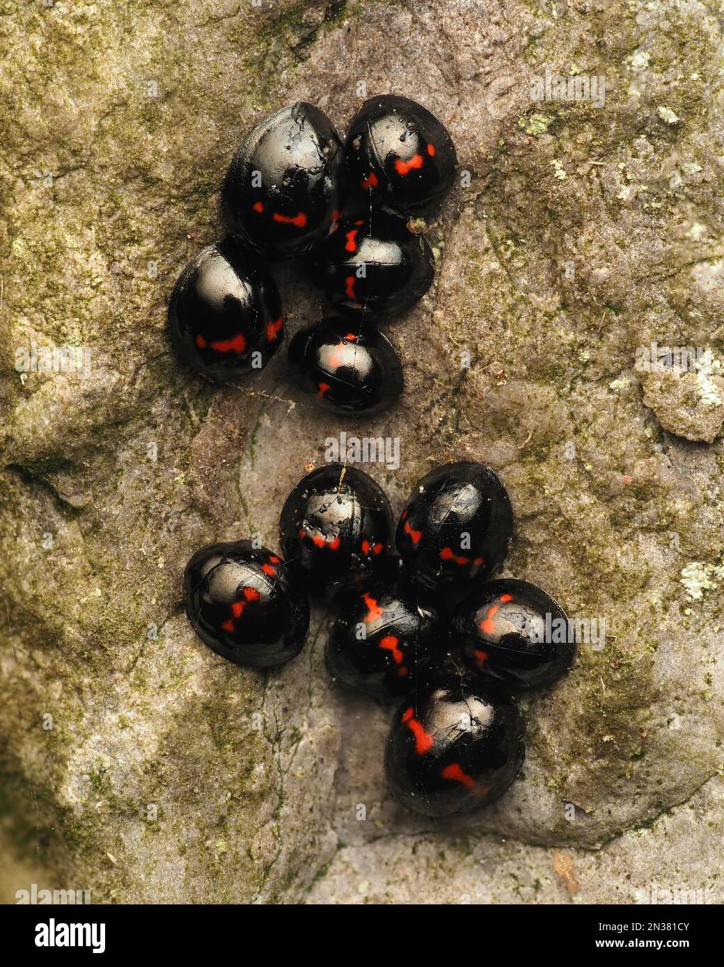 Overwintering ladybirds hi-res stock photography and images - Alamy