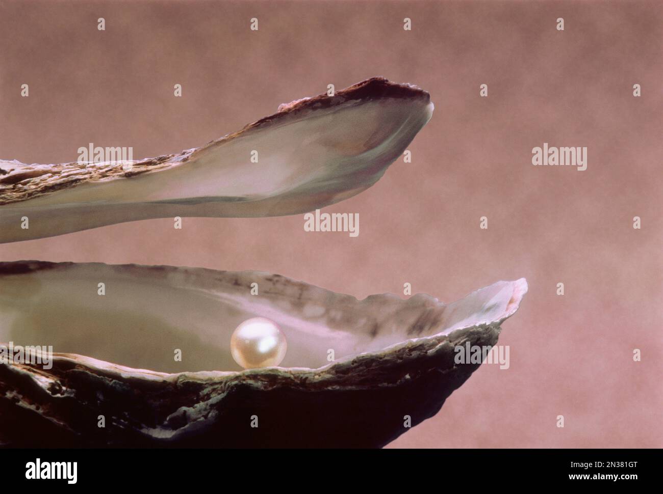 Close-Up of Oyster and Pearl Stock Photo - Alamy