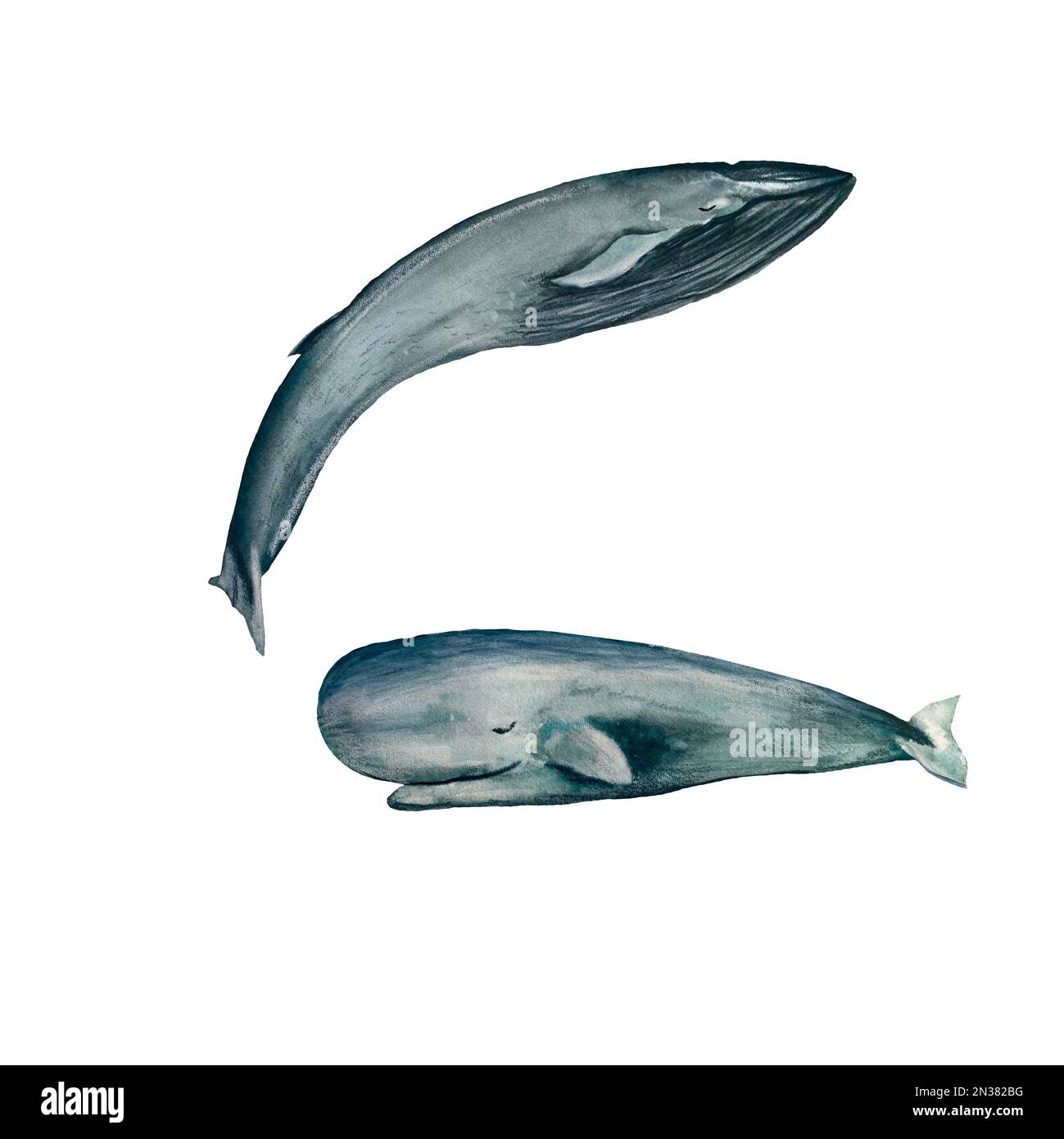 Blue whale label Cut Out Stock Images & Pictures - Alamy