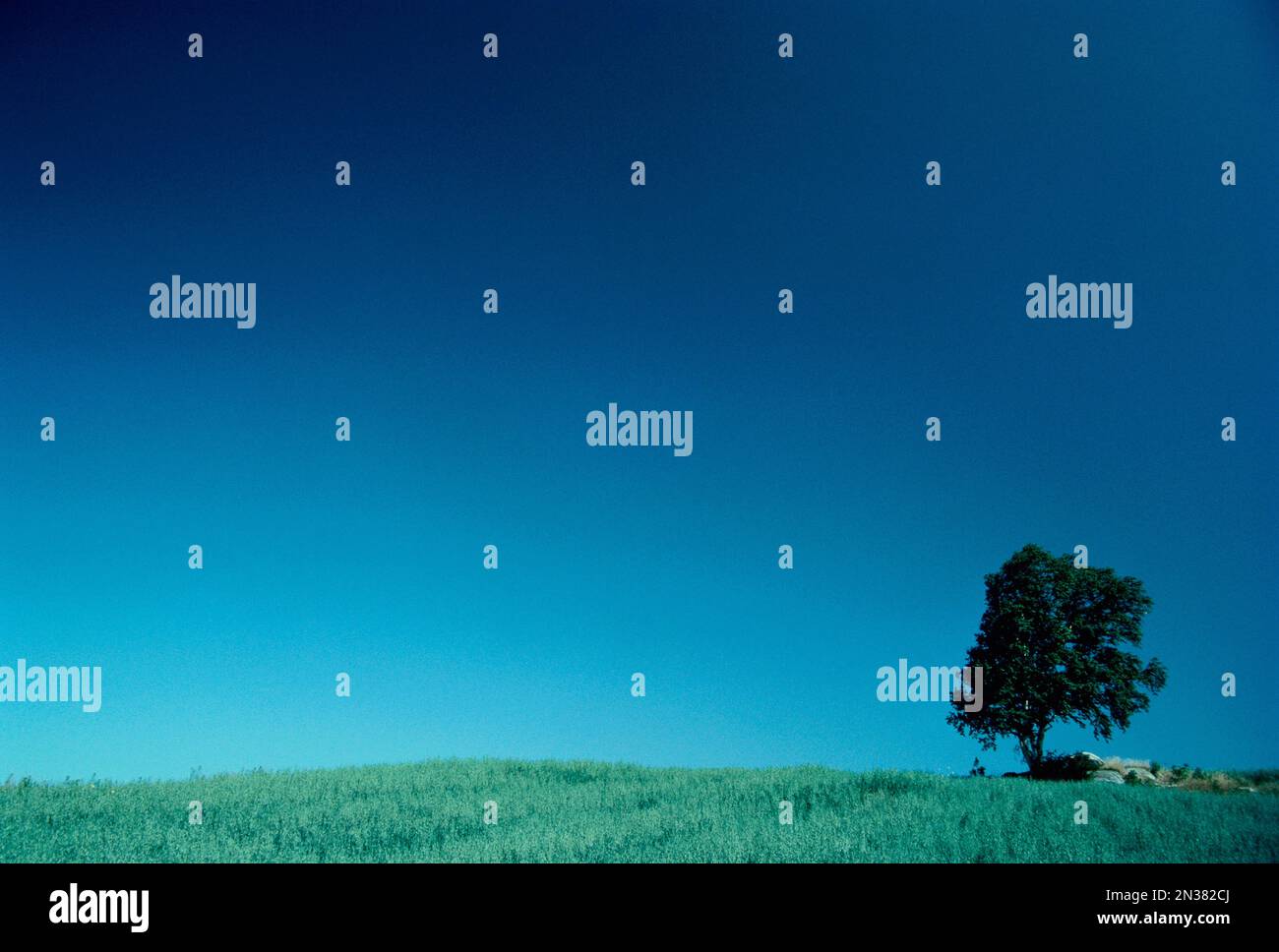 Birch Tree Beauce, Quebec, Canada Stock Photo - Alamy