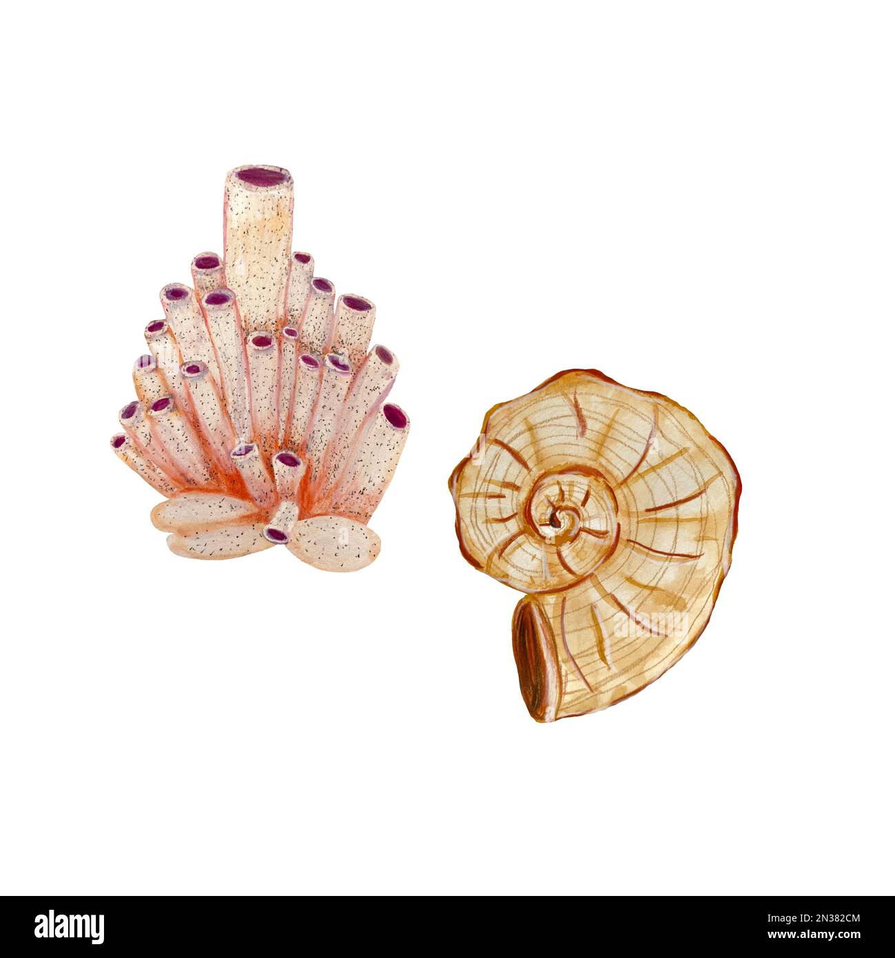 Pink coral Cut Out Stock Images & Pictures - Alamy