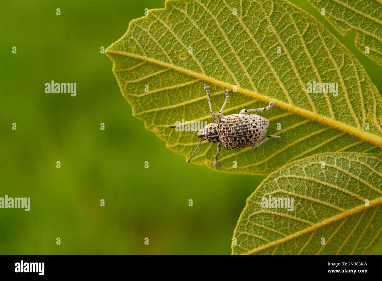 Polyphaga beetle hi-res stock photography and images - Alamy
