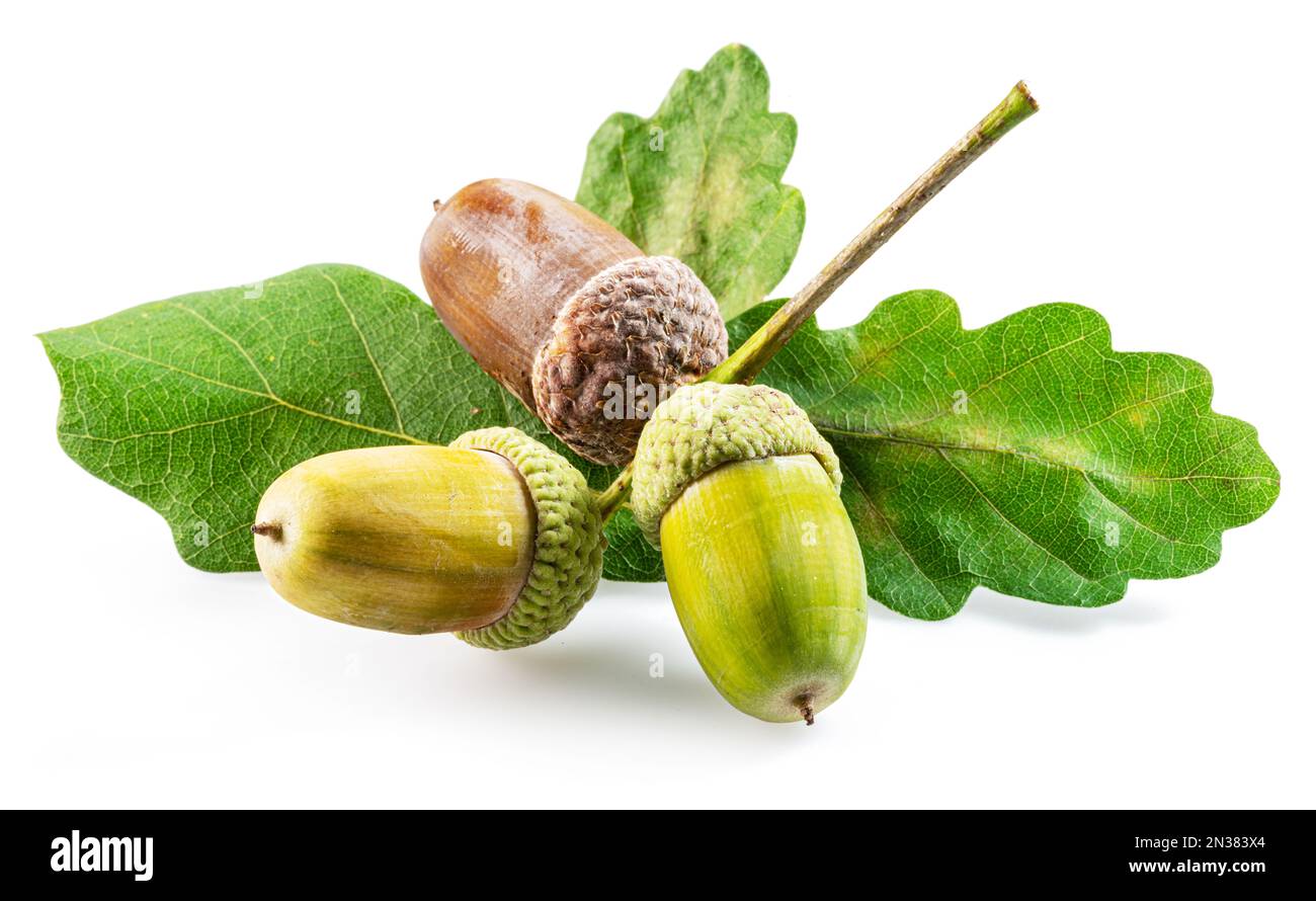Oak acorns with oak leaves isolated on white background Stock Photo - Alamy