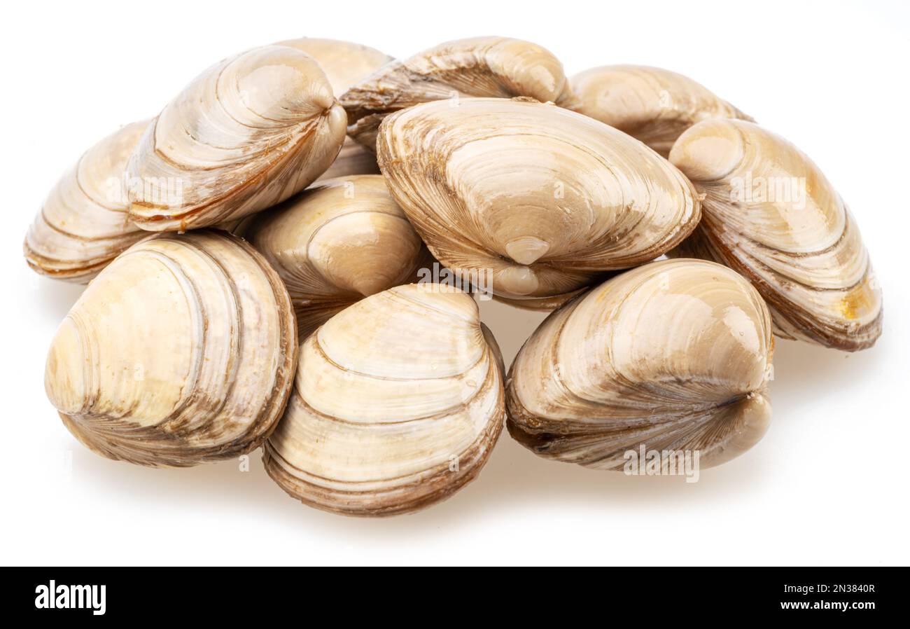 Edible raw clams isolated on white background. Delicacy food Stock ...