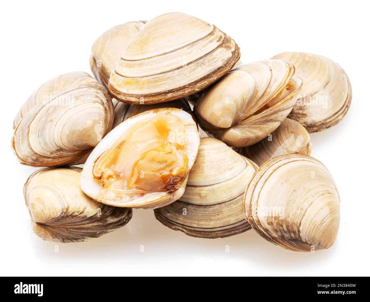 Raw Clams