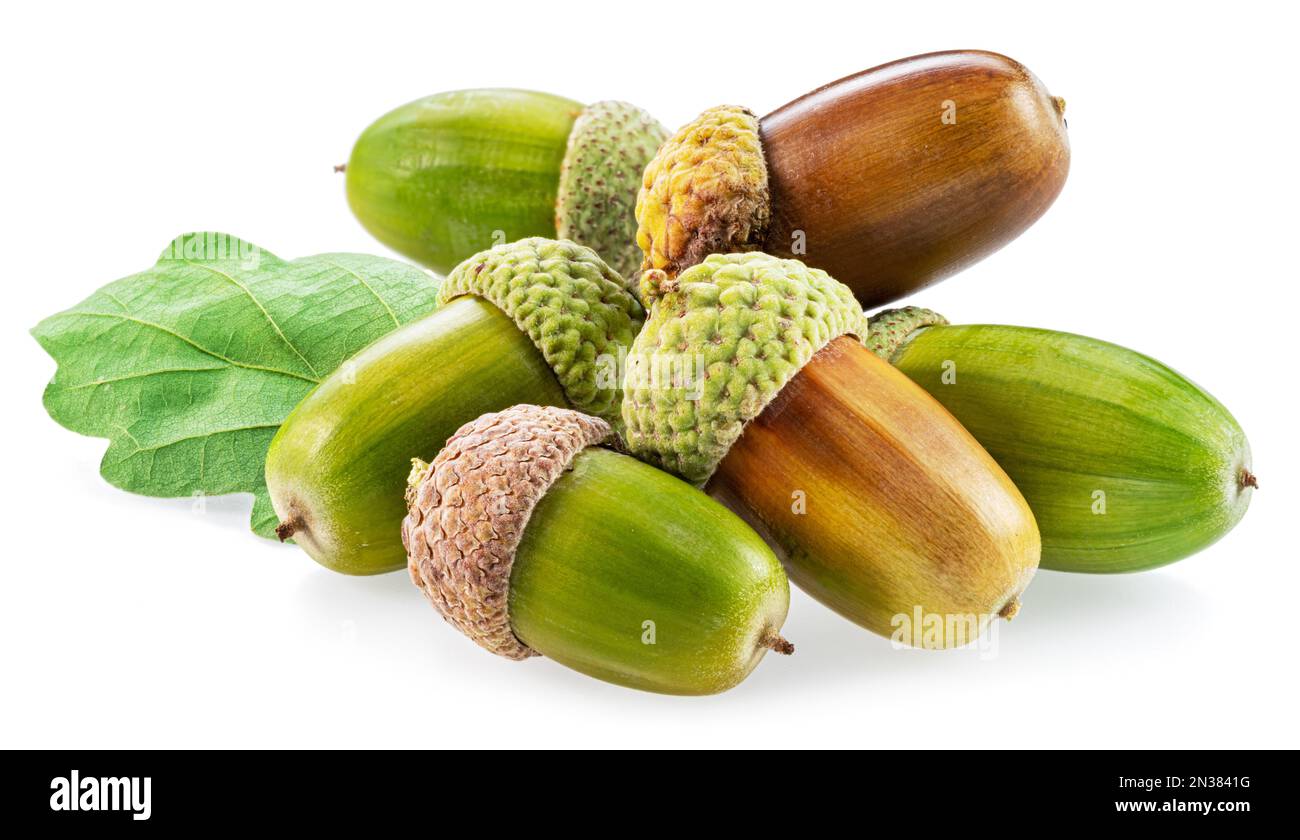 Oak acorns with oak leaves isolated on white background Stock Photo - Alamy