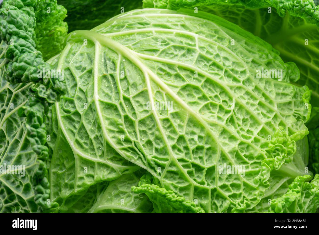 Crispy leaf texture hi-res stock photography and images - Alamy