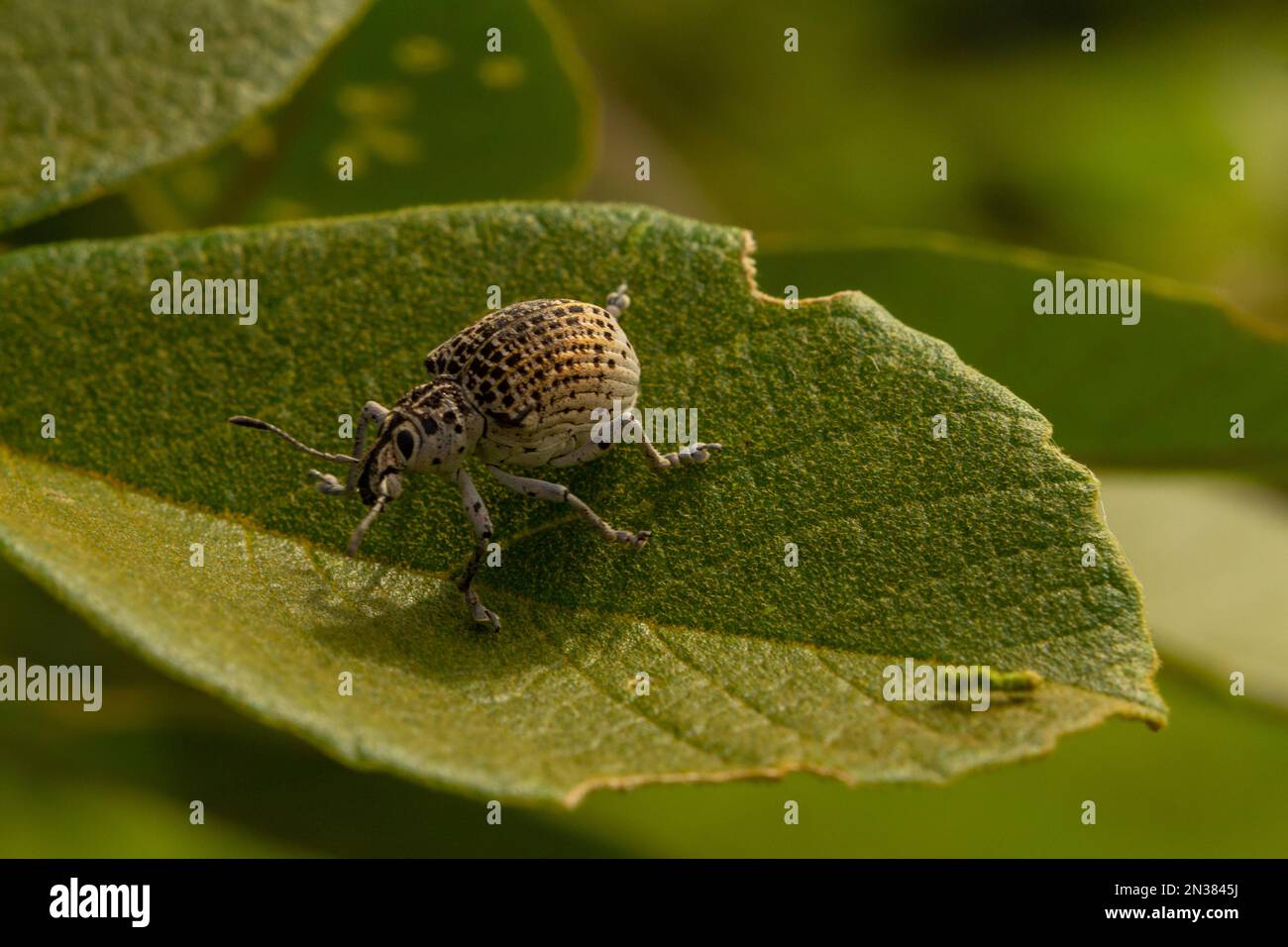 Polyphaga beetle hi-res stock photography and images - Alamy