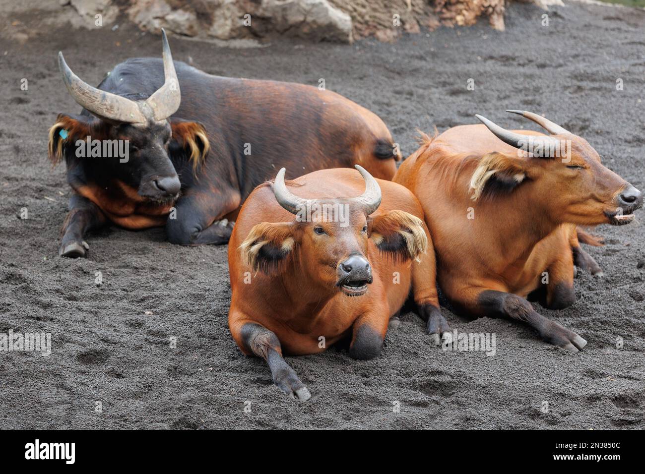 The African Forest Buffalo, Syncerus Caffer Nanus, also known as the ...