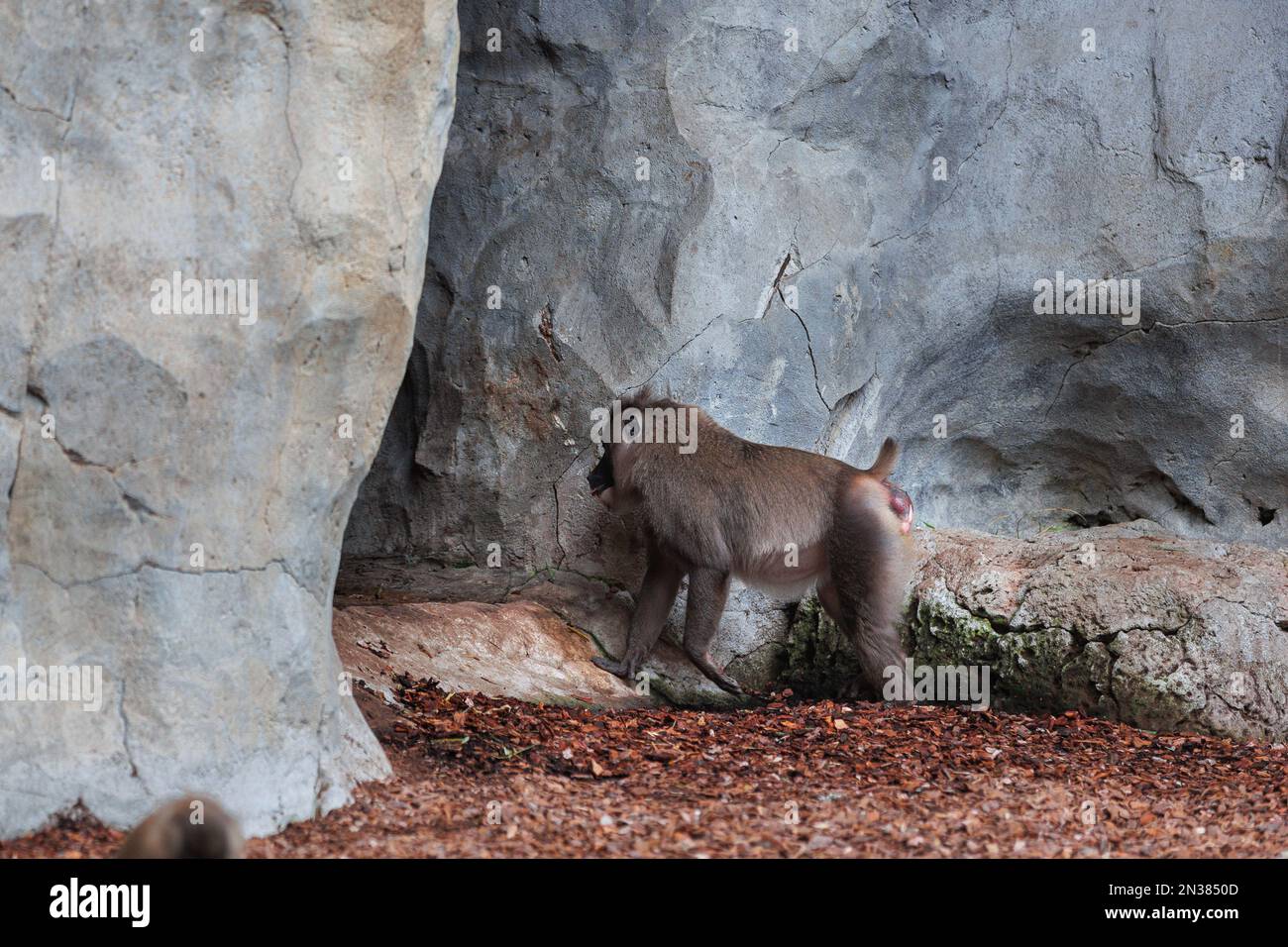 Old World Monkey, family of Primates known taxonomically as the ...