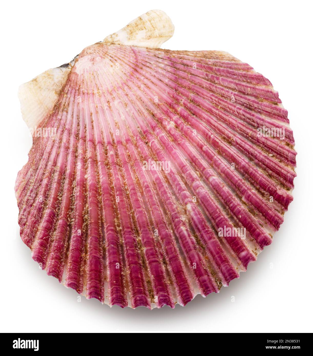 Closed scallop bivalve mollusk close up. File contains clipping path ...