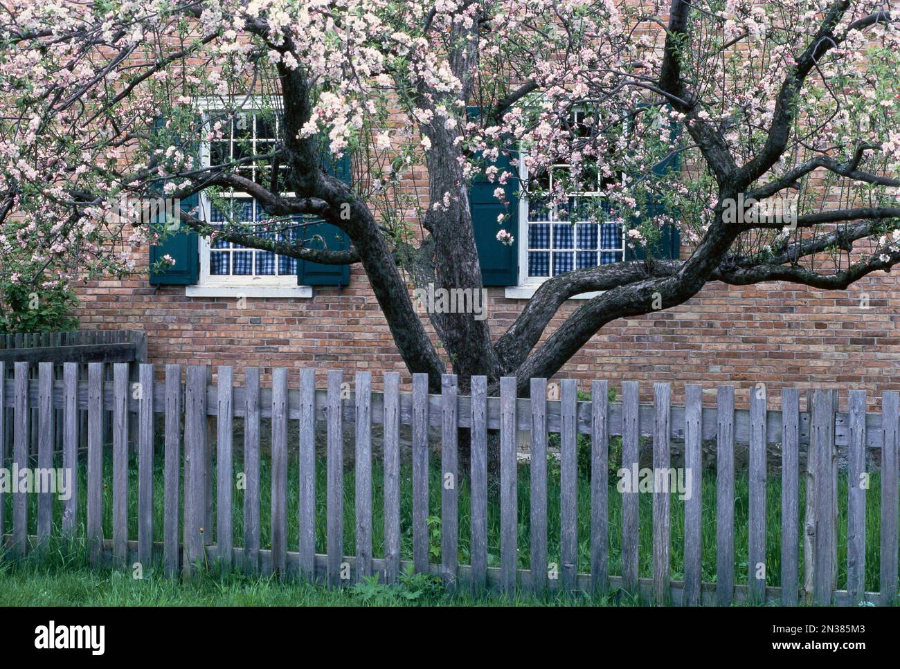 Blossoming Apple Tree Behind Fence, Upper Canada Village Ontario ...