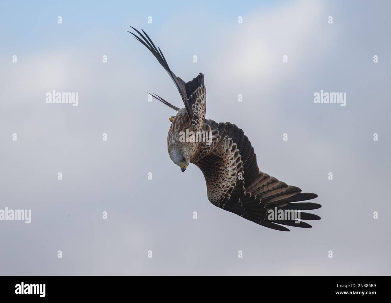 Unique shot of a Red Kite (Milvus milvus) in the air as it starts it's ...