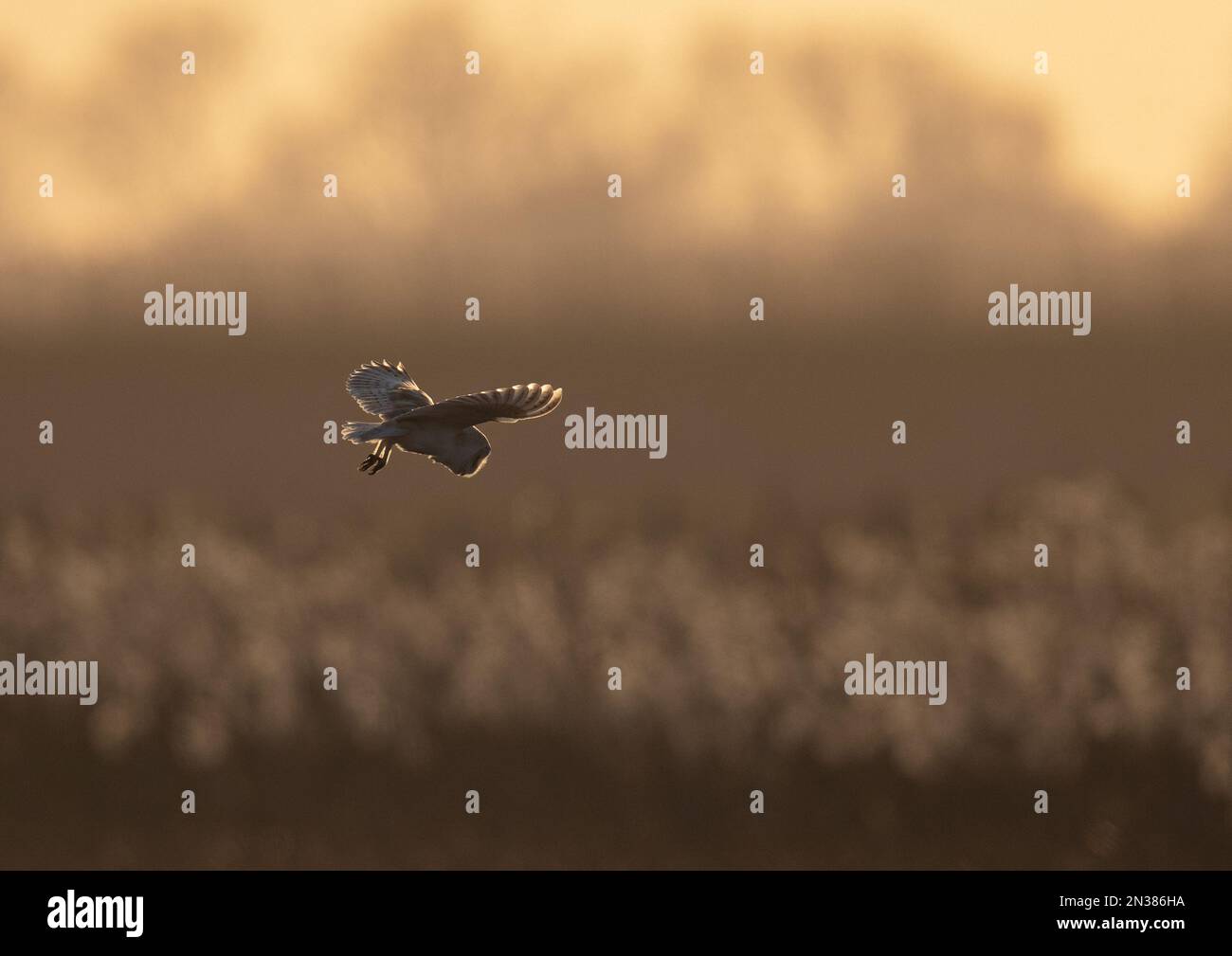 A beautiful Barn Owl (Tyto Alba) in flight, backlit by the setting sun ...