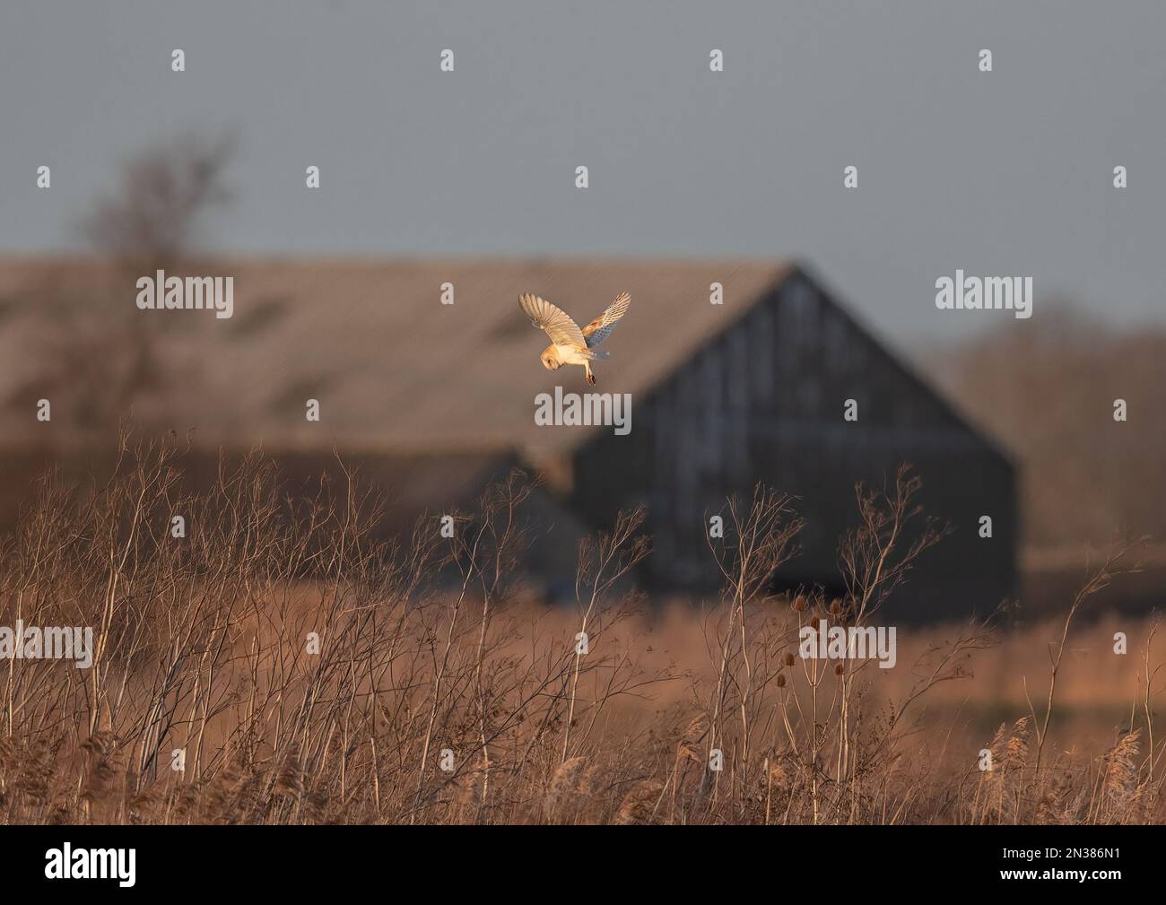 A beautiful Barn Owl (Tyto Alba) out hunting in its natural habitat ...