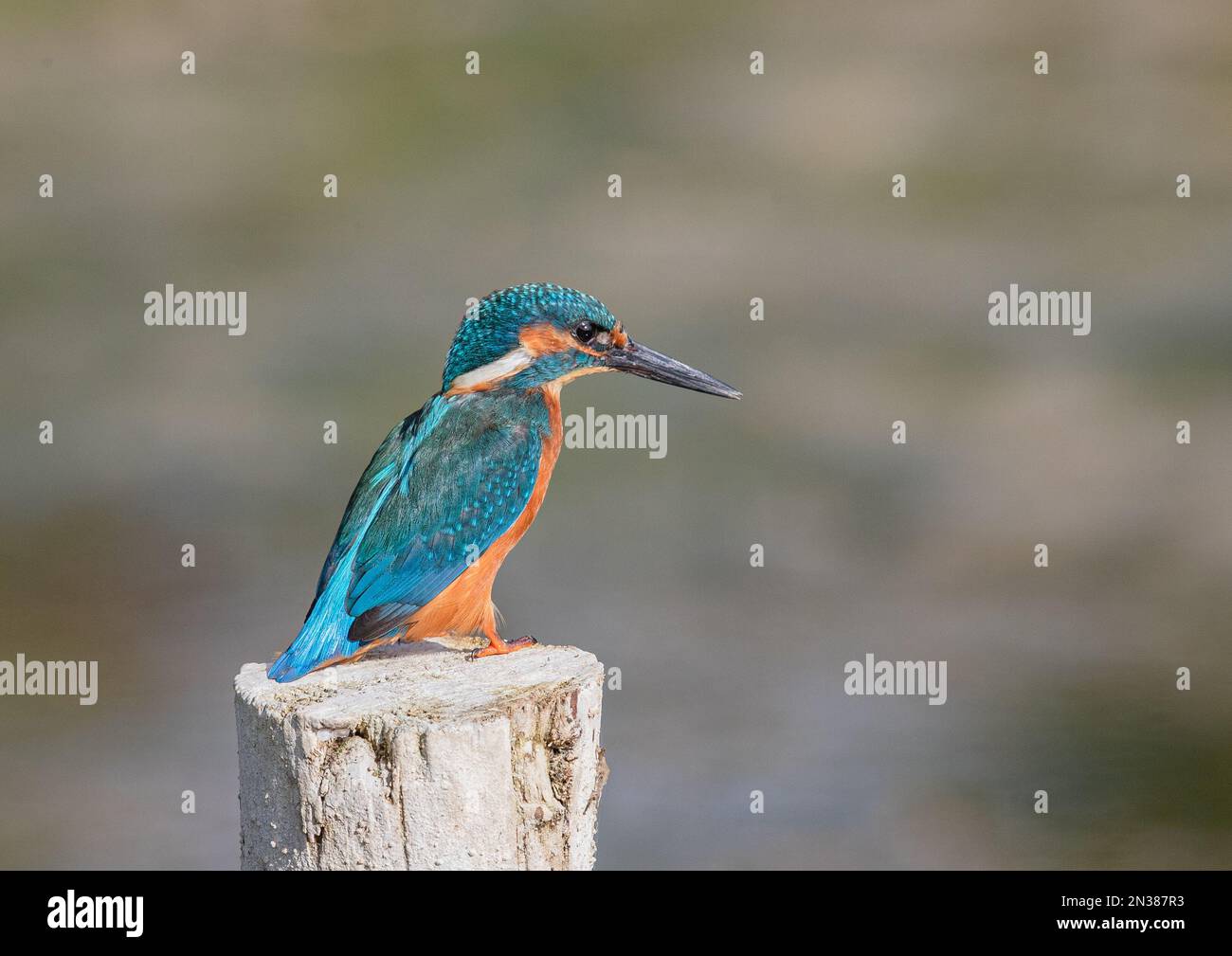 A very brightly coloured male Kingfisher (Alcedo atthis) sat on a post ...