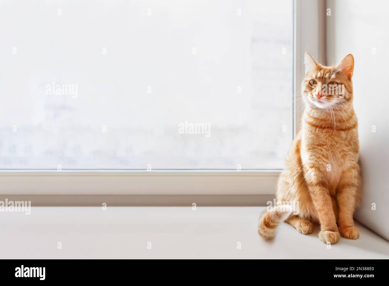 Curious ginger cat sits on window sill. Fluffy pet at home. Domestic ...