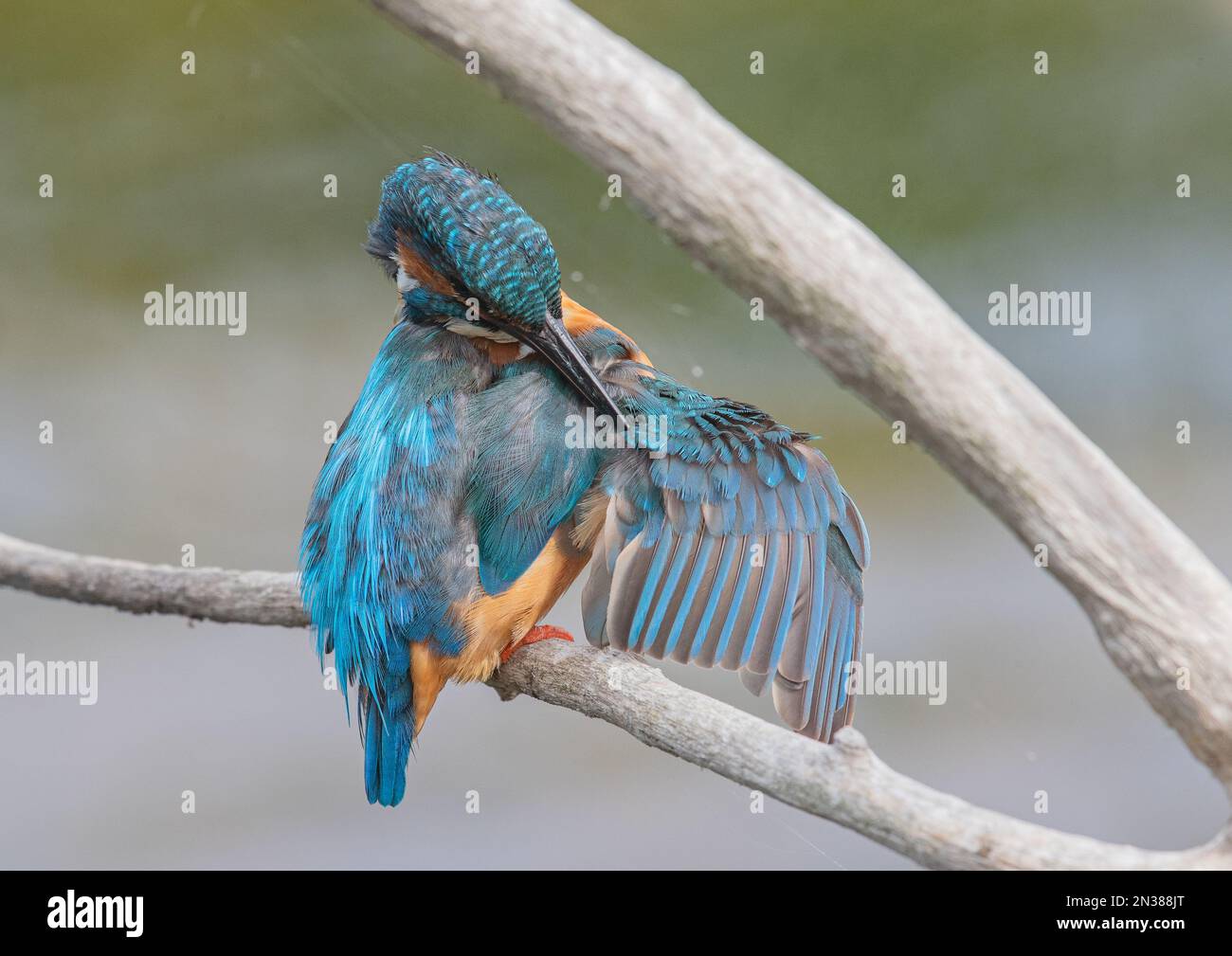 Kingfisher preening a wing hi-res stock photography and images - Alamy