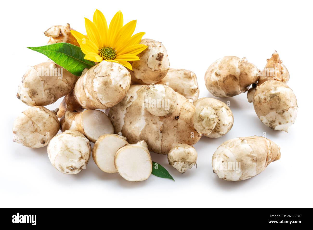 Jerusalem artichoke roots with leaves and flower of Jerusalem artichoke ...