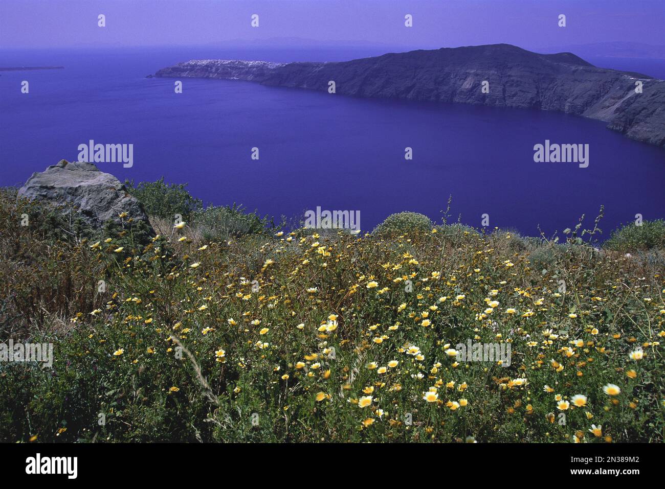 Field of Wildflowers and Cliff, Santorini, Greece Stock Photo - Alamy
